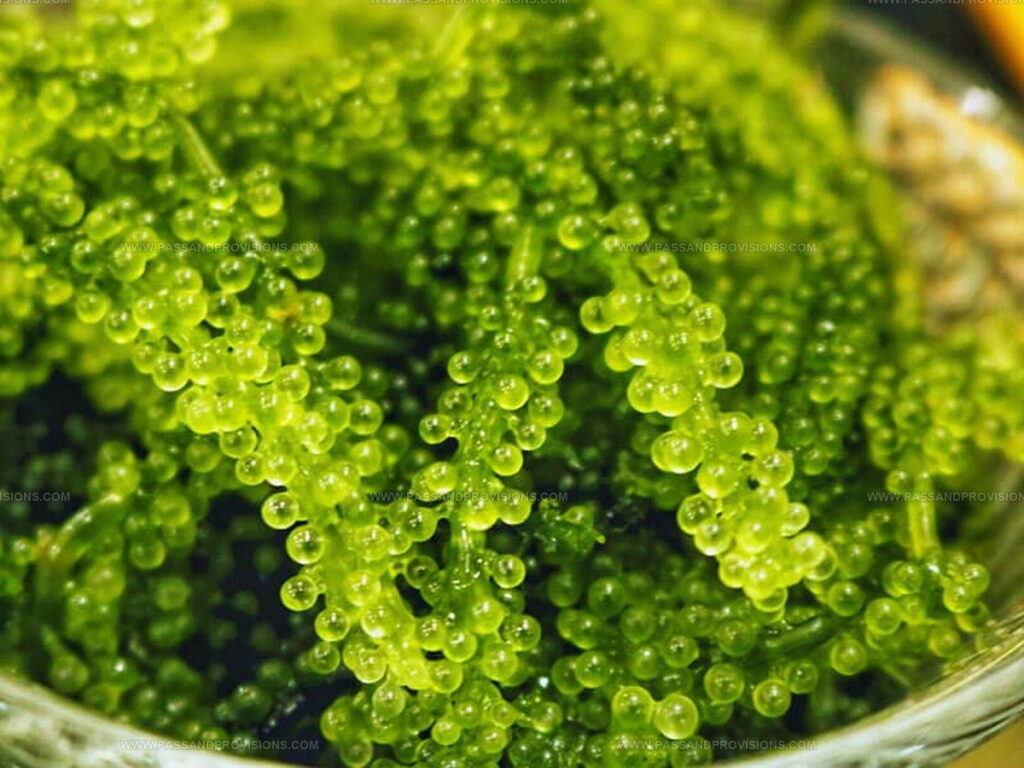 Sea Grapes Taste Like Little Bursts of Ocean Freshness - The Pass and ...